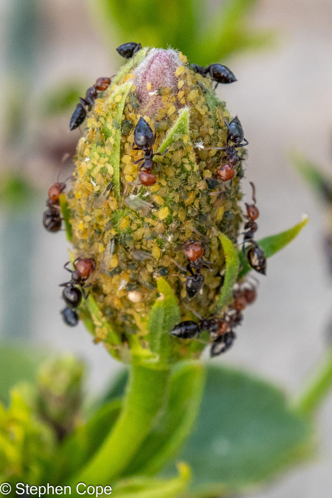 Mediterranean Acrobat Ant from Almanzora, Almería, Spain on July 16 ...