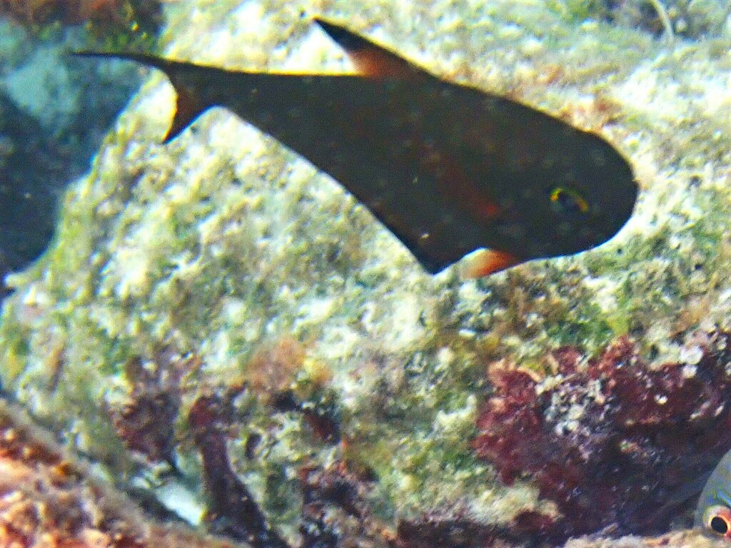 Vanikoro Sweeper from Faafu Atoll, Maldives on February 13, 2023 at 03: ...