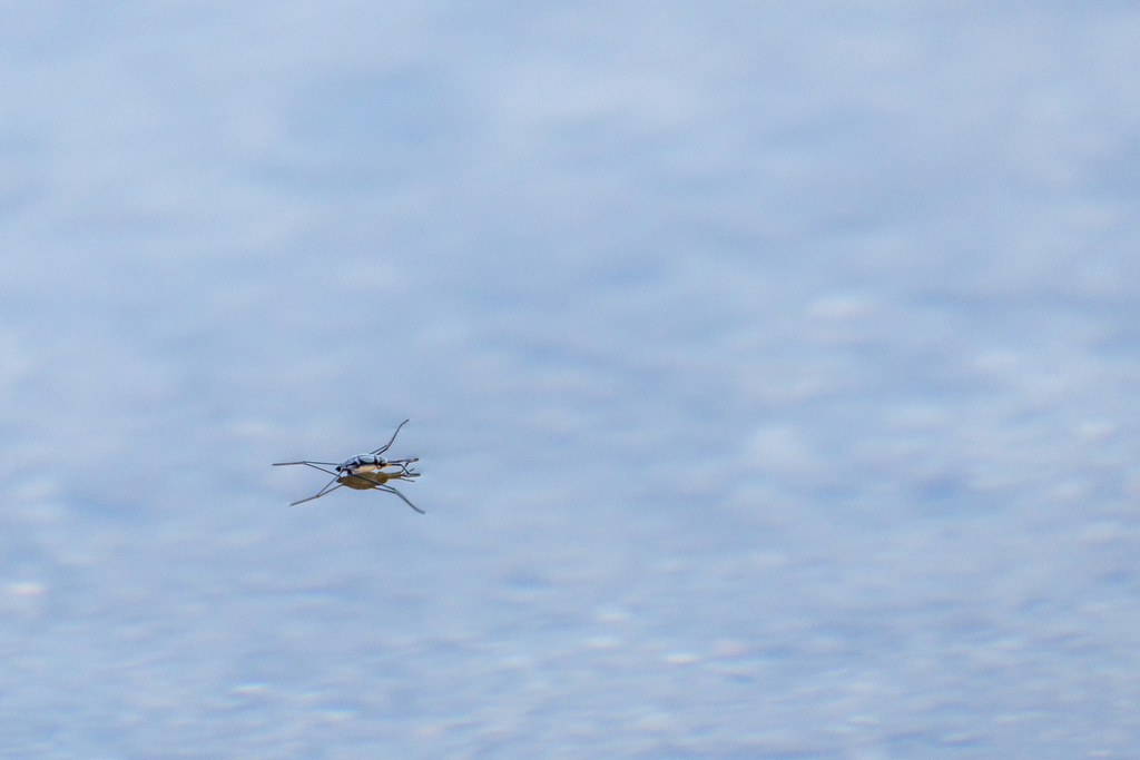 Sea Skaters from Grand Port District, Mauritius on July 6, 2024 at 04: ...
