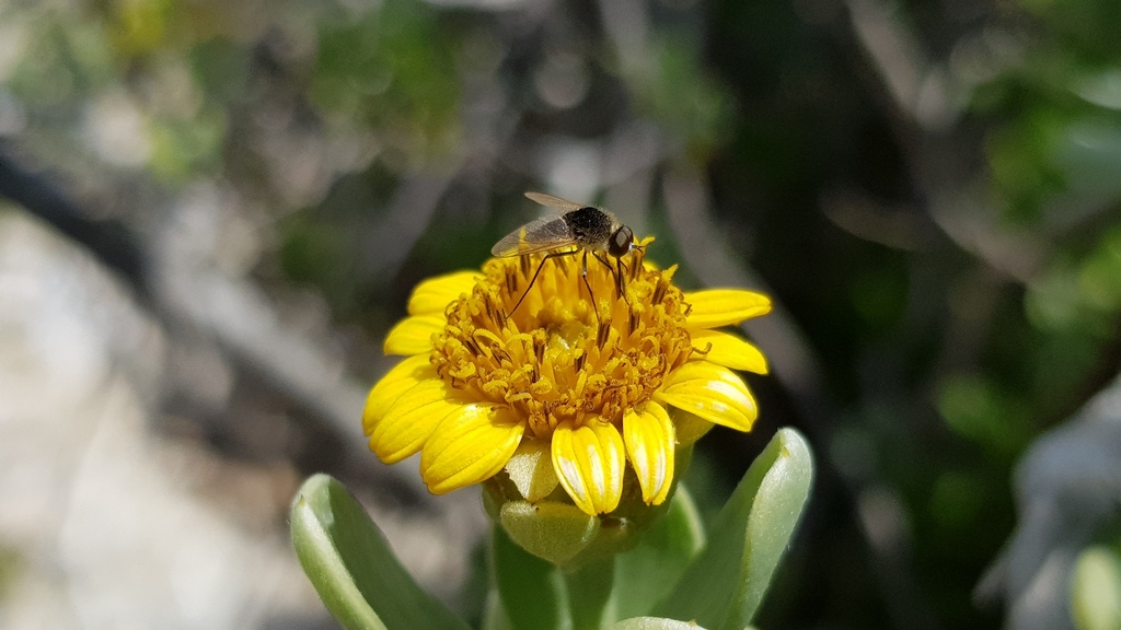Tree Seaside Tansy from Anguilla on March 26, 2018 at 01:24 PM by Karl ...