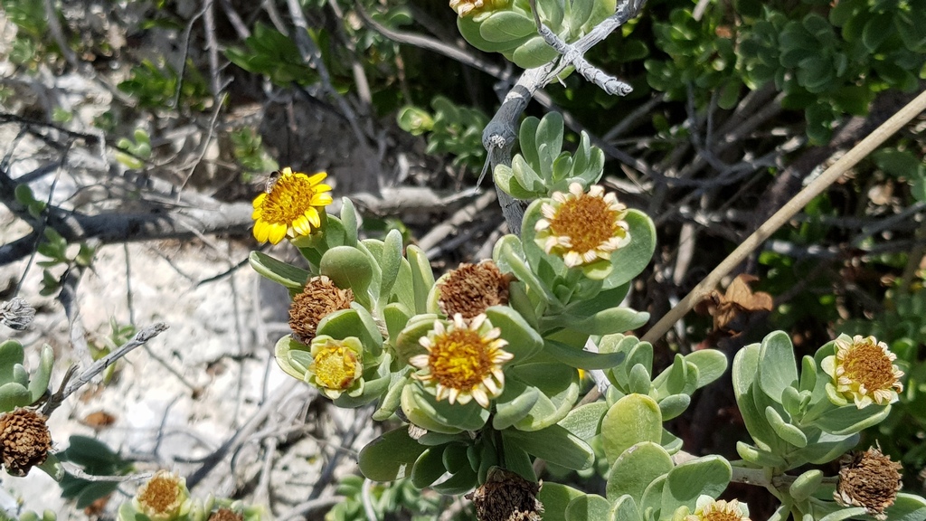 Tree Seaside Tansy from Anguilla on March 26, 2018 at 01:24 PM by Karl ...
