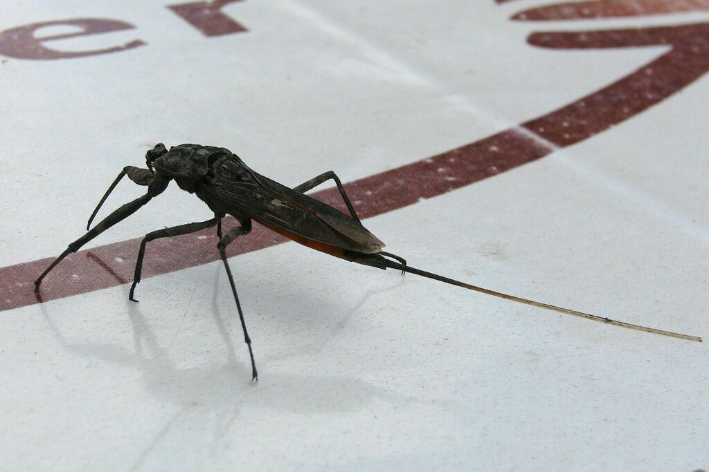 Laccotrephes from Meru, Tanzania on August 28, 2009 at 12:20 PM by Tom ...