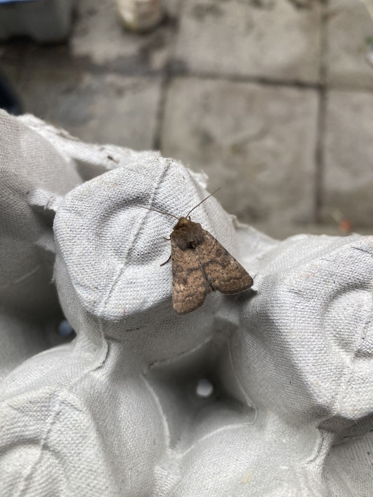 Hoplodrina from West Midlands, England, GB on July 13, 2024 at 10:45 AM ...