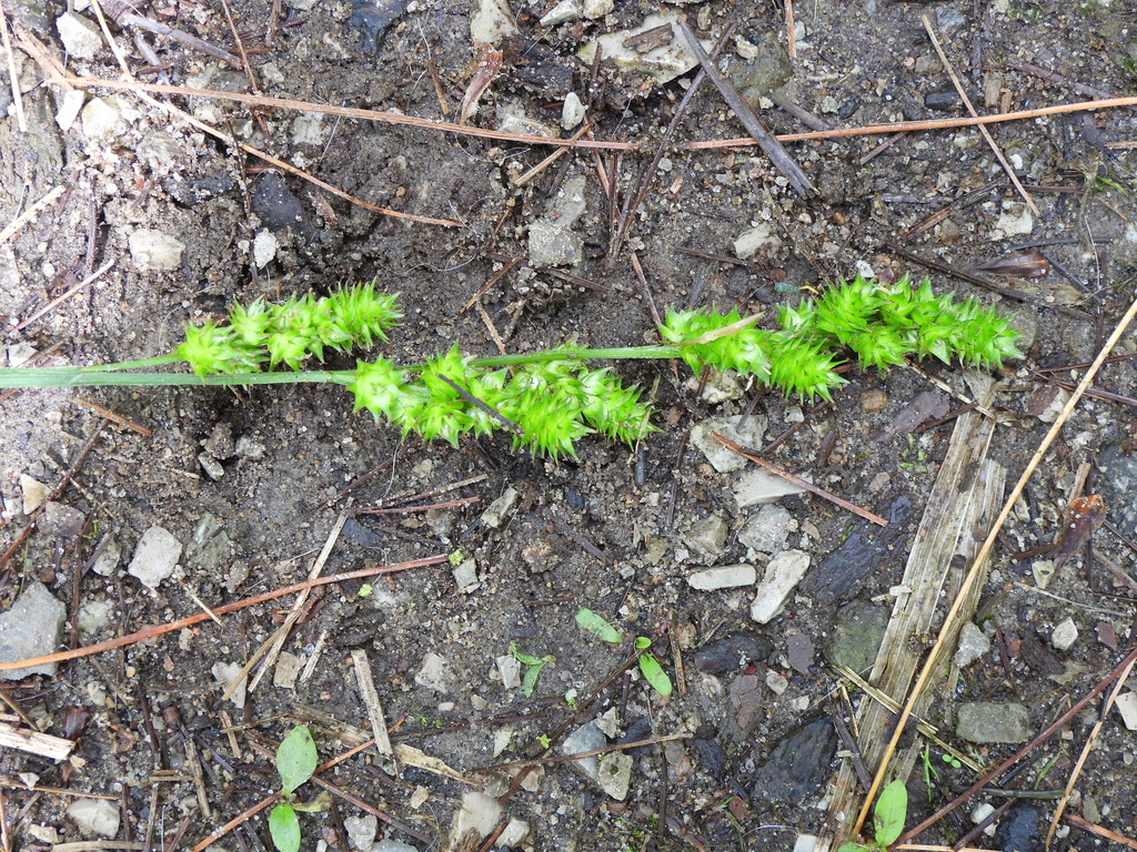bur reed sedge from Simcoe County, ON, Canada on May 28, 2024 at 03:15 ...