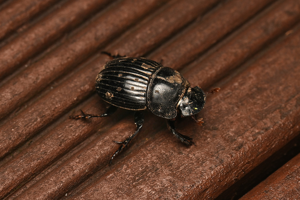 Copris tripartitus from Jocheon-eup, Jeju-si, Jeju-do, South Korea on July 11, 2024 at 11:05 PM ...