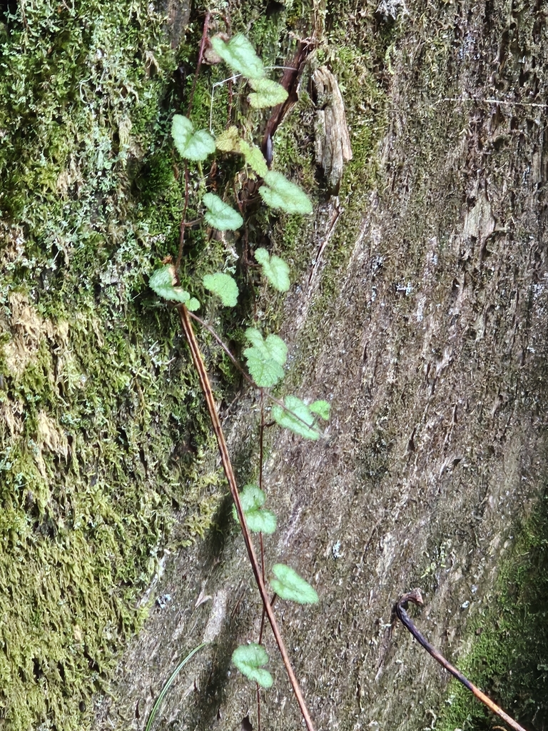 Rubus pectinellus from 605台灣嘉義縣阿里山鄉嘉義縣阿里山鄉 on July 16, 2024 at 01:57 PM ...