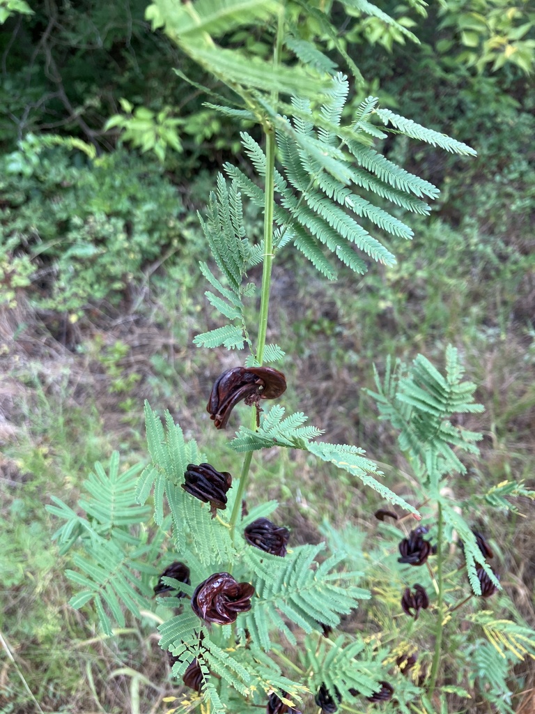 Illinois bundleflower from Preston Trace Blvd, Frisco, TX, US on July ...