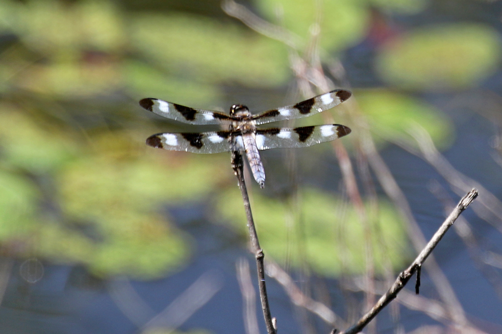Twelve-spotted Skimmer from Errol, NH, USA on July 14, 2024 at 10:48 AM ...