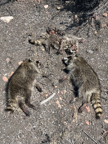 Raccoon Tracks – NatureTracking