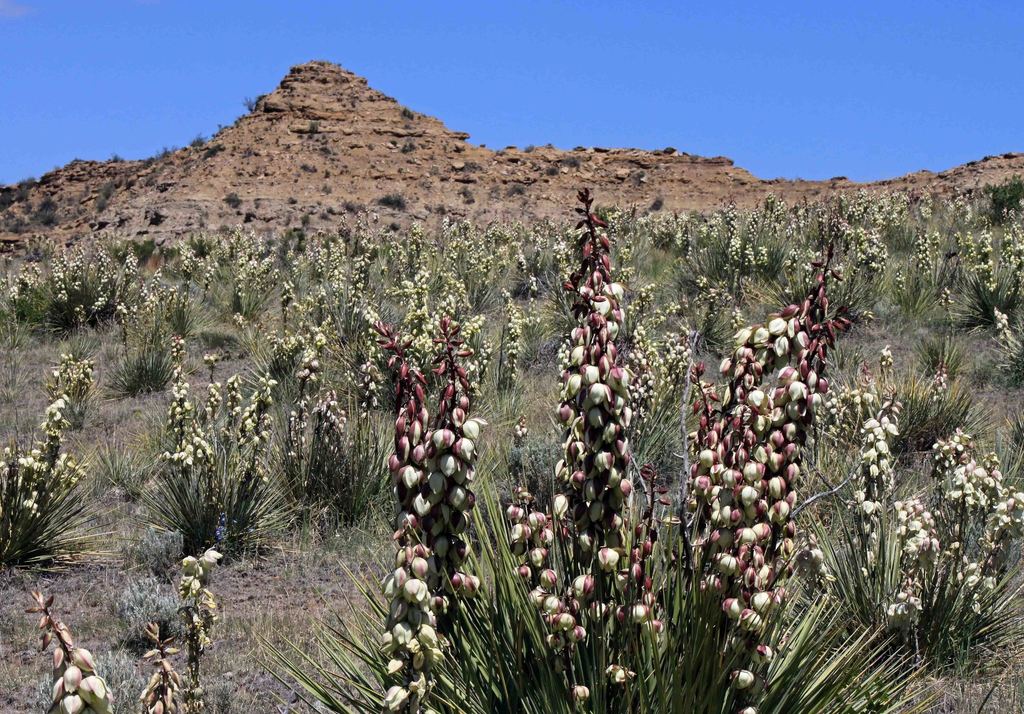Yucca (Jimmy Camp and Corral Bluffs Plants) · iNaturalist