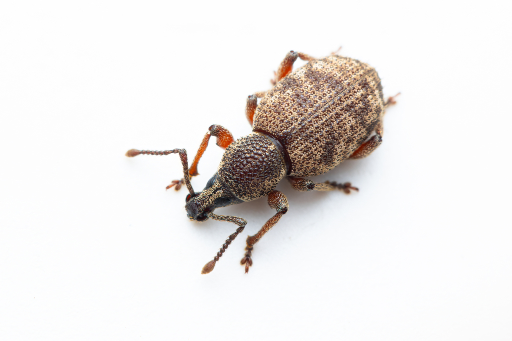 Clay-coloured Weevil from 4330 Hvalsø, Danmark on May 29, 2024 by ...