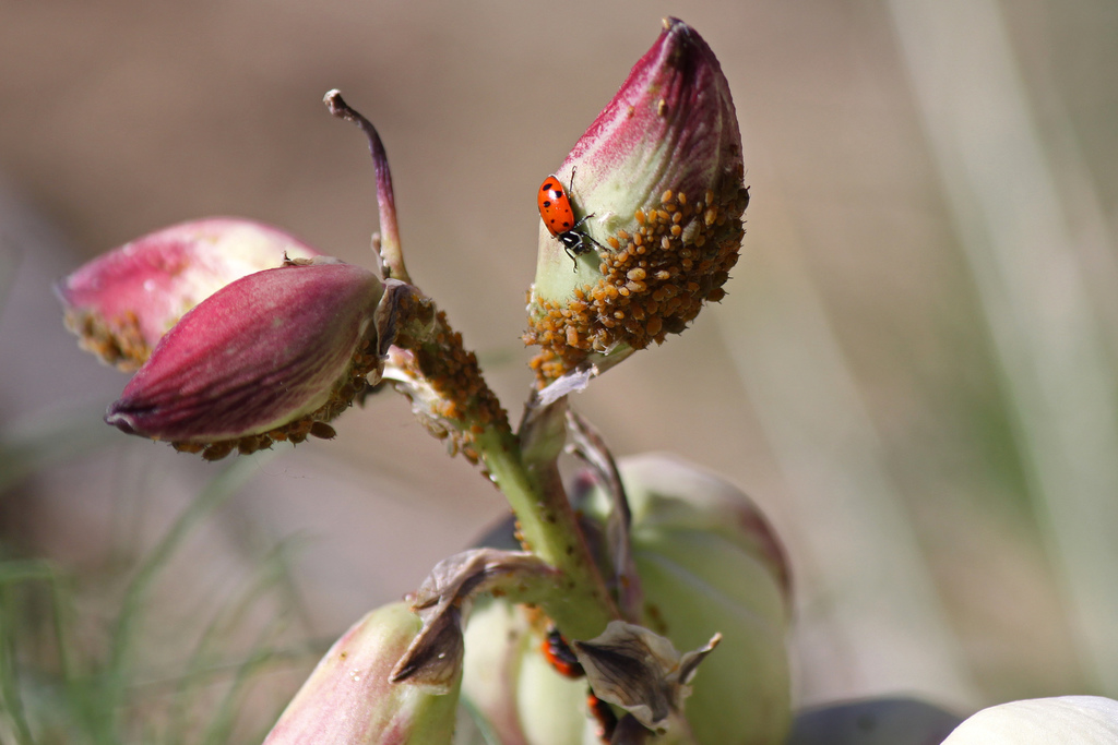 Yucca (Jimmy Camp and Corral Bluffs Plants) · iNaturalist