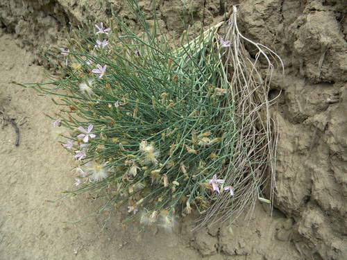 Skeleton Plant (Jimmy Camp and Corral Bluffs Plants) · iNaturalist