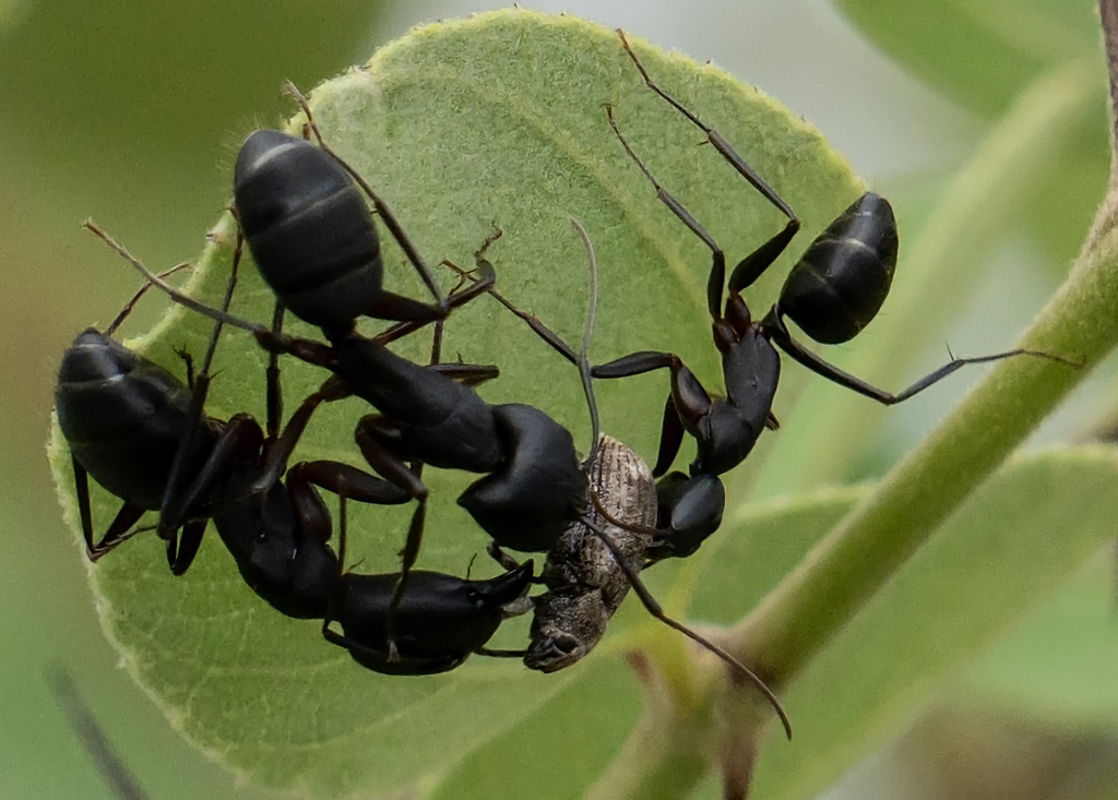 Broad-nosed Weevils from Bhuj, Gujarat, India on July 18, 2024 at 10:00 ...