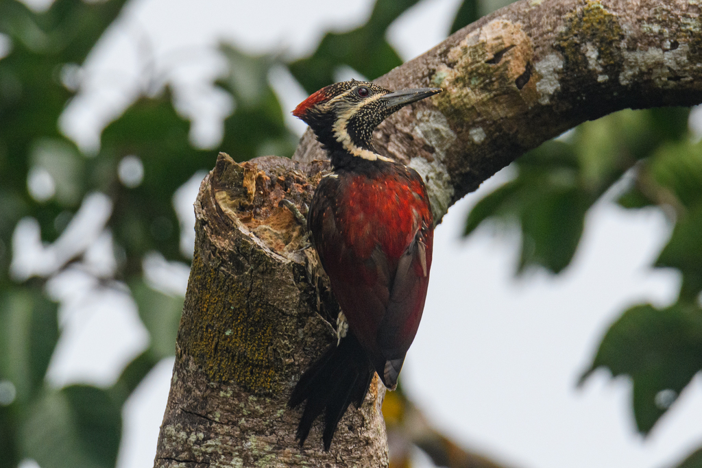 Red-backed Flameback in July 2024 by Dmytro and Elena. July 18, 2024 1: ...