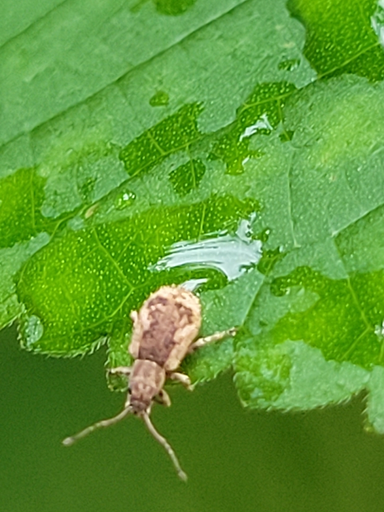 Peach Root Weevil from District of Columbia, District of Columbia ...
