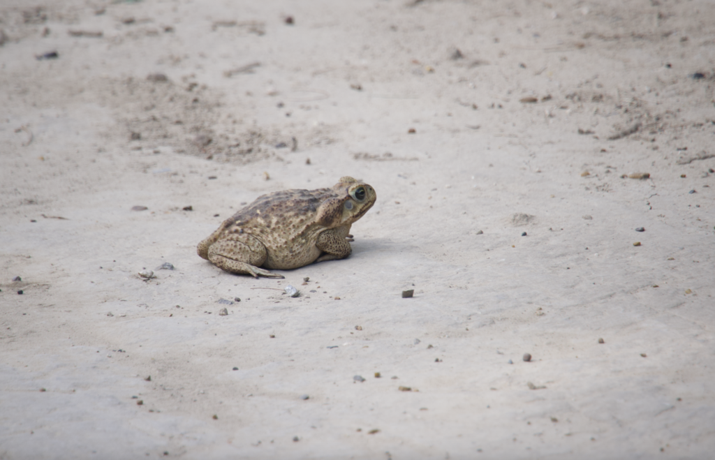 Giant Toad from Hidalgo County, TX, USA on July 18, 2024 at 09:46 AM by ...