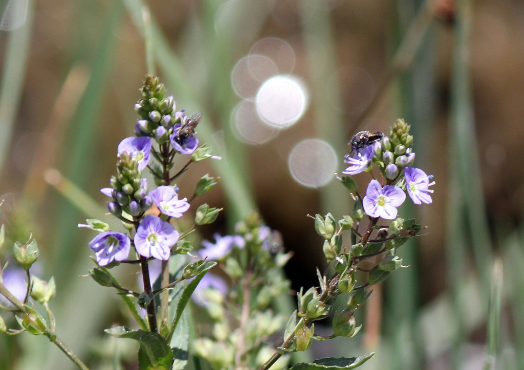 Blue Water-speedwell (Jimmy Camp and Corral Bluffs Plants) · iNaturalist