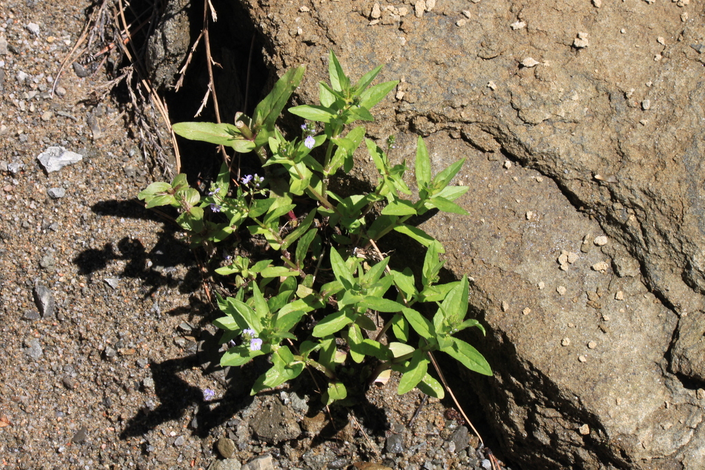 Blue Water-speedwell (Jimmy Camp and Corral Bluffs Plants) · iNaturalist