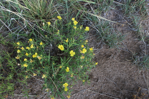 yellow sundrops (Jimmy Camp and Corral Bluffs Plants) · iNaturalist