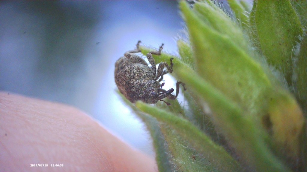 Acanthoscelidius acephalus from 11 Windy Ridge Rd, Warren, CT 06754 ...