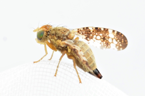 Oxyna variabilis · iNaturalist