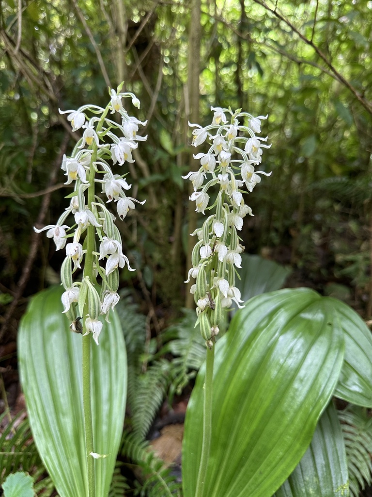 Calanthe calanthoides from La Amistad International Park, Chiriqui, PA ...