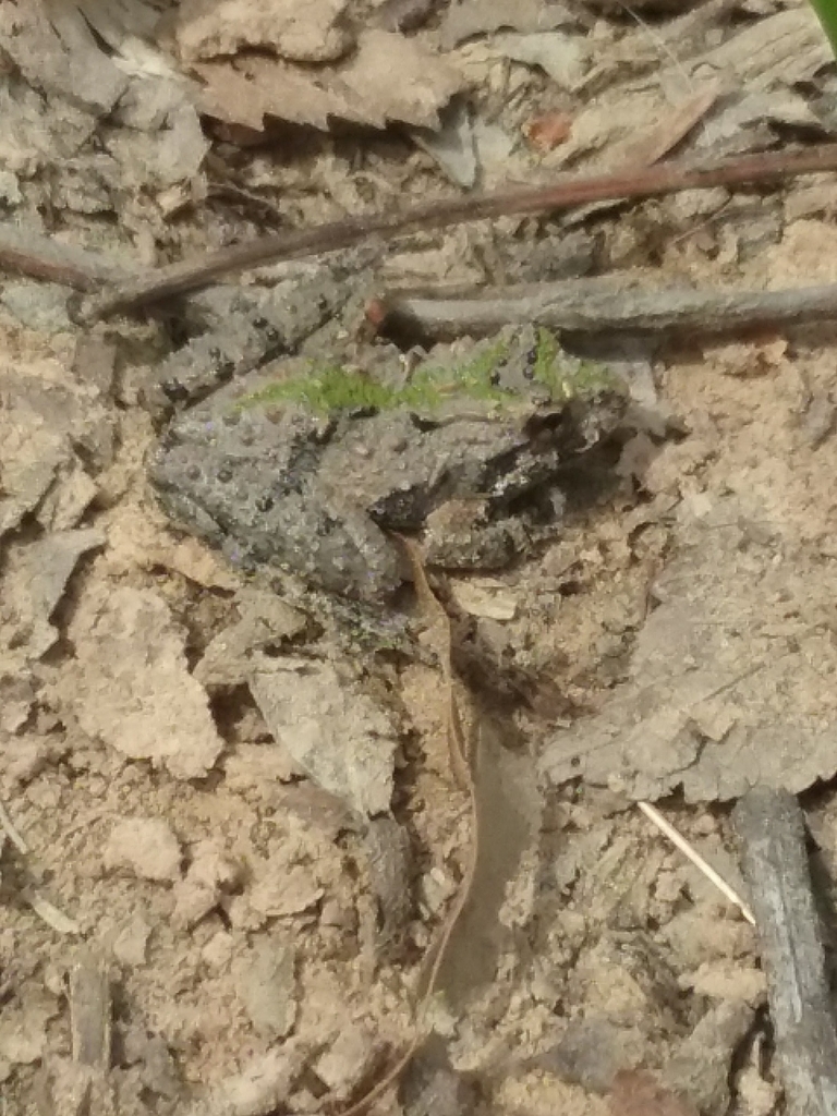Northern Cricket Frog from Holly Springs, NC 27540, USA on April 6 ...