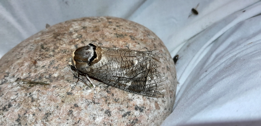 Goat Moth in July 2024 by Nicolas Flamant · iNaturalist