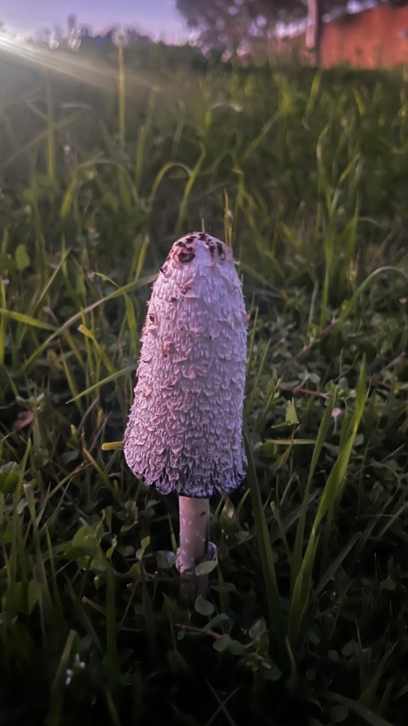 Shaggy Mane from Pike St, Rydalmere, NSW, AU on July 12, 2024 at 05:27 ...