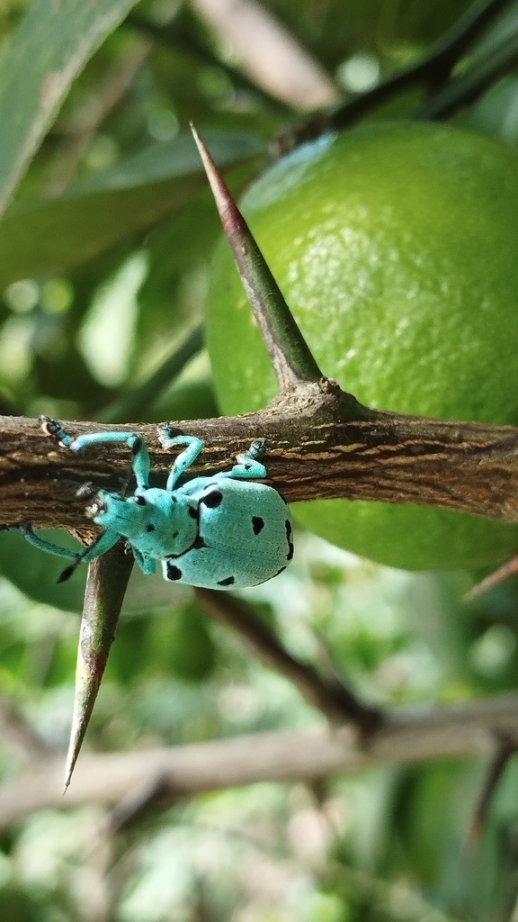 Ericydeus sedecimpunctatus from Teresina - PI, 64002, Brasil on April ...