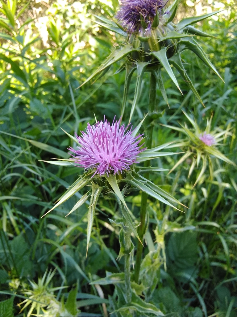 milk thistle from Alessandria, Piemonte, IT on June 3, 2019 at 09:38 AM ...