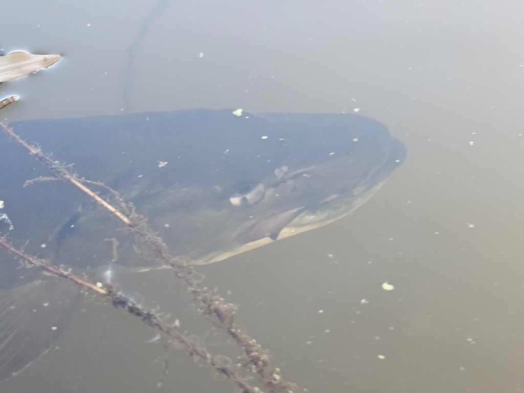 Muskellunge from Charlestown Township, OH, USA on July 17, 2024 at 07: ...