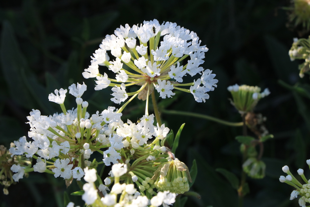 Snowball Sand Verbena (Jimmy Camp and Corral Bluffs Plants) · iNaturalist