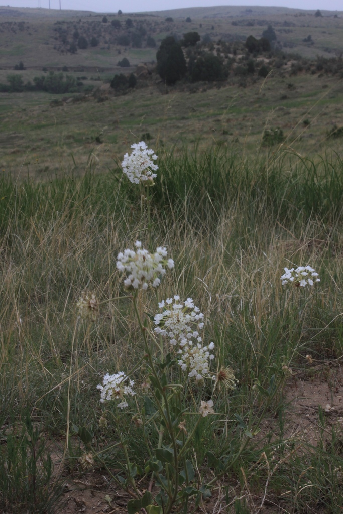 Snowball Sand Verbena (Jimmy Camp and Corral Bluffs Plants) · iNaturalist