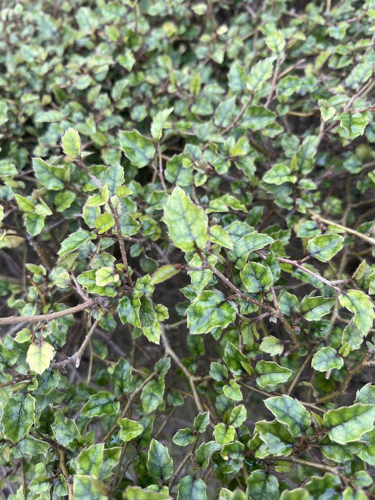 Marble leaf from North Island / Te Ika-a-Māui, Auckland, Auckland, NZ ...