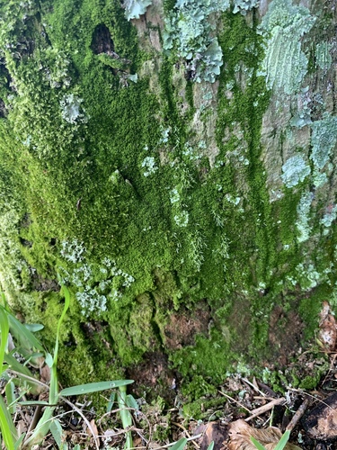 Phylum Bryophyta · iNaturalist