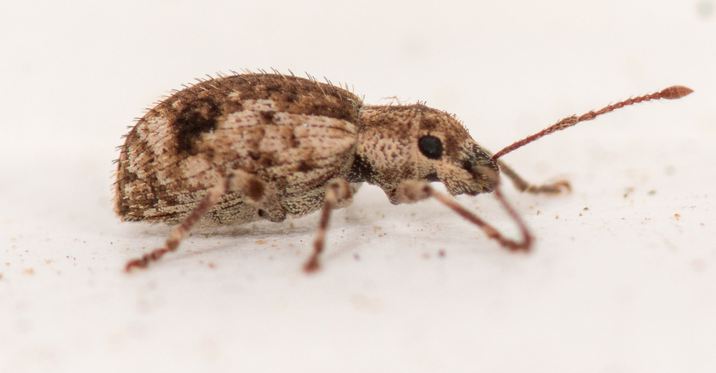 Peach Root Weevil from Vienna, VA 22180, USA on July 18, 2024 at 08:52 ...