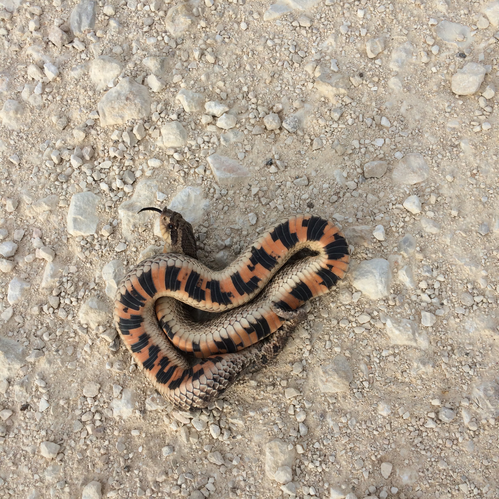 Mexican Hognose Snake from 484–570 Rhode Ranch Rd, Calliham, TX, US on ...