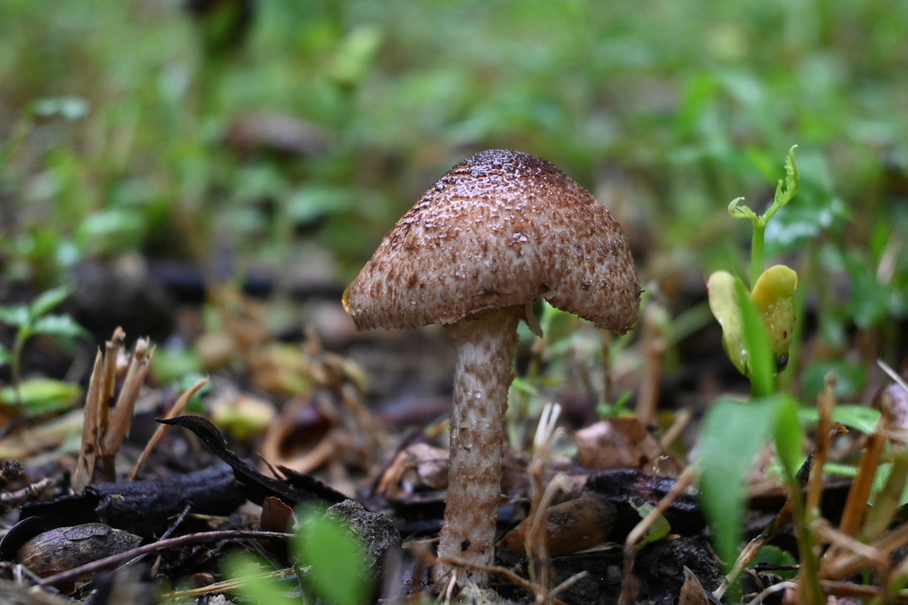 star dapperling in July 2024 by Saraniya Swaminathan · iNaturalist