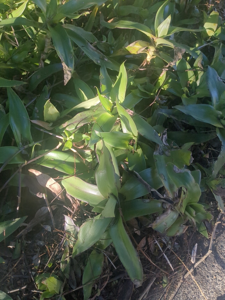False Bromeliad Plant from Seven Hills QLD 4170, Australia on July 19 ...
