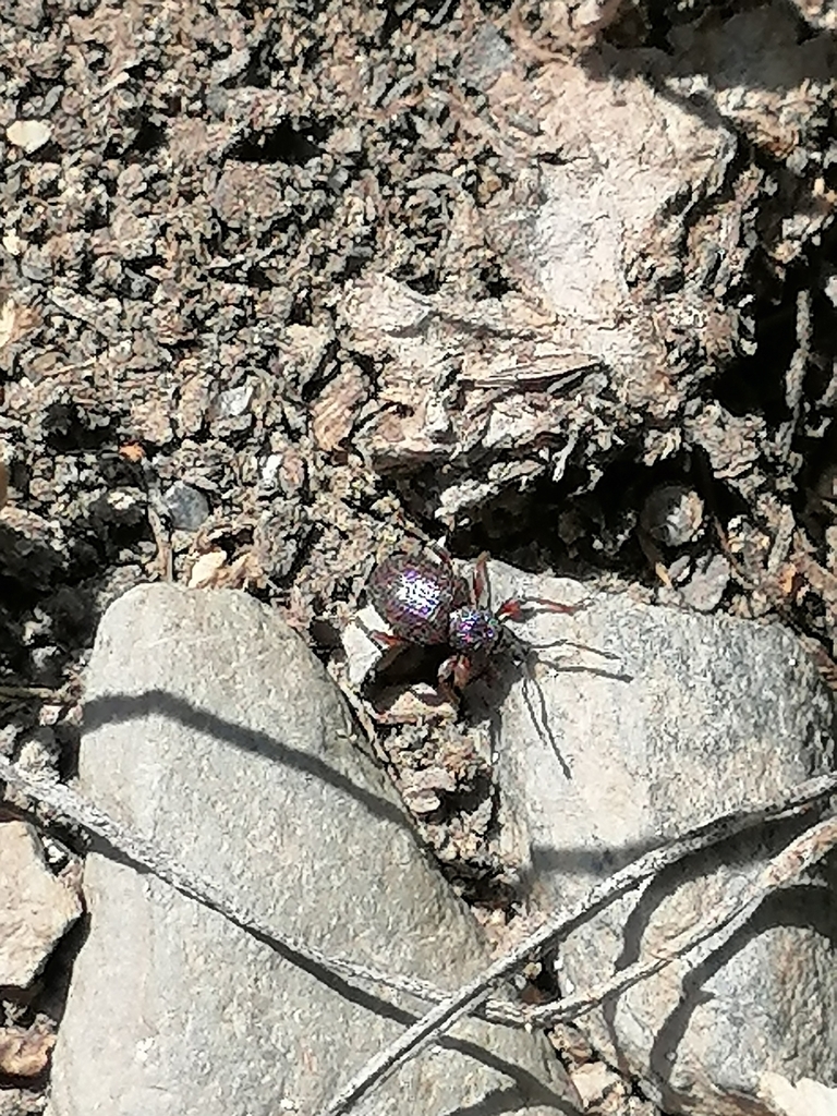 Strawberry Root Weevil from 17520 Puigcerdà, Girona, España on July 18 ...