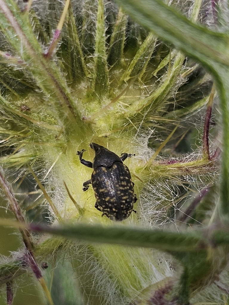 Turbine Cylindrical Weevil from 97647 Hausen, Deutschland on July 18 ...