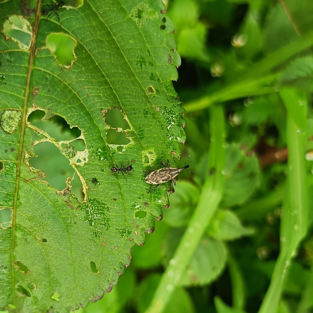 Merus from Munsyari, Uttarakhand 262554, India on July 19, 2024 at 11: ...