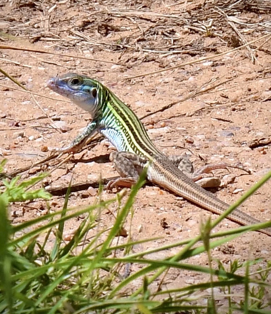 Common Spotted Whiptail from Collett Rd, Abilene, TX, US on June 7 ...