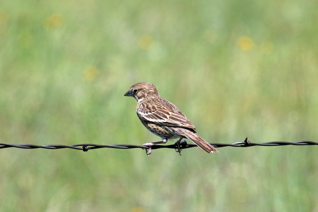Lark Bunting (Jimmy Camp and Corral Bluffs Birds) · iNaturalist