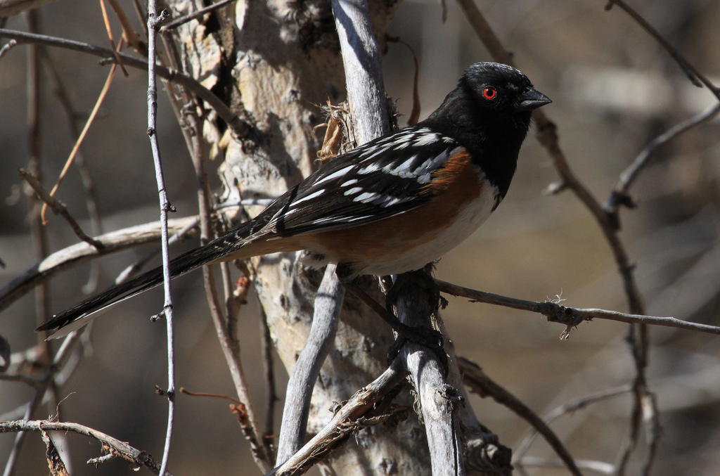 Spotted Towhee (Jimmy Camp and Corral Bluffs Birds) · iNaturalist