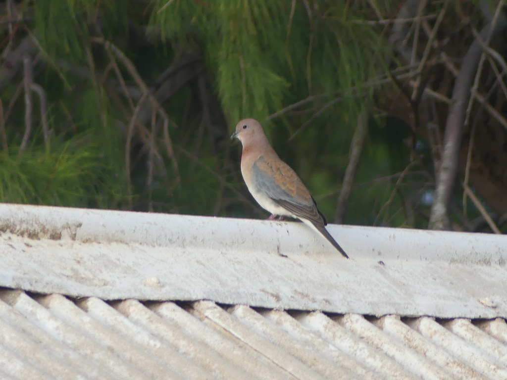 Laughing Dove from Shark Bay, AU-WA, AU on July 17, 2024 at 06:47 PM by ...