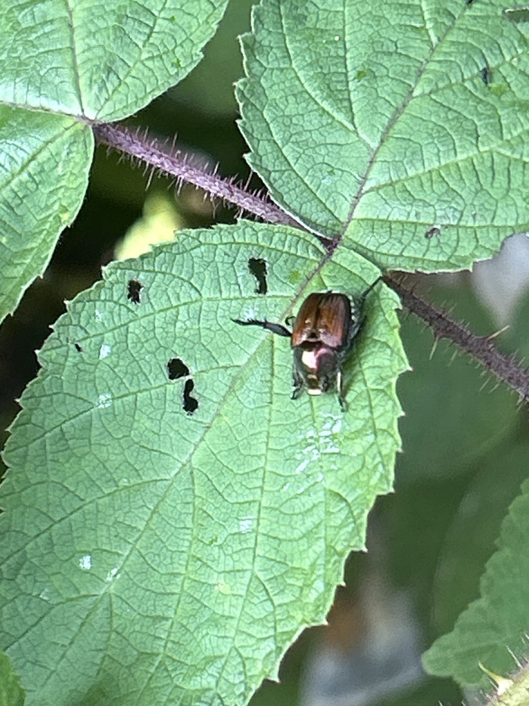 Japanese Beetle from Alpha Ridge Park, Marriottsville, MD, US on July ...