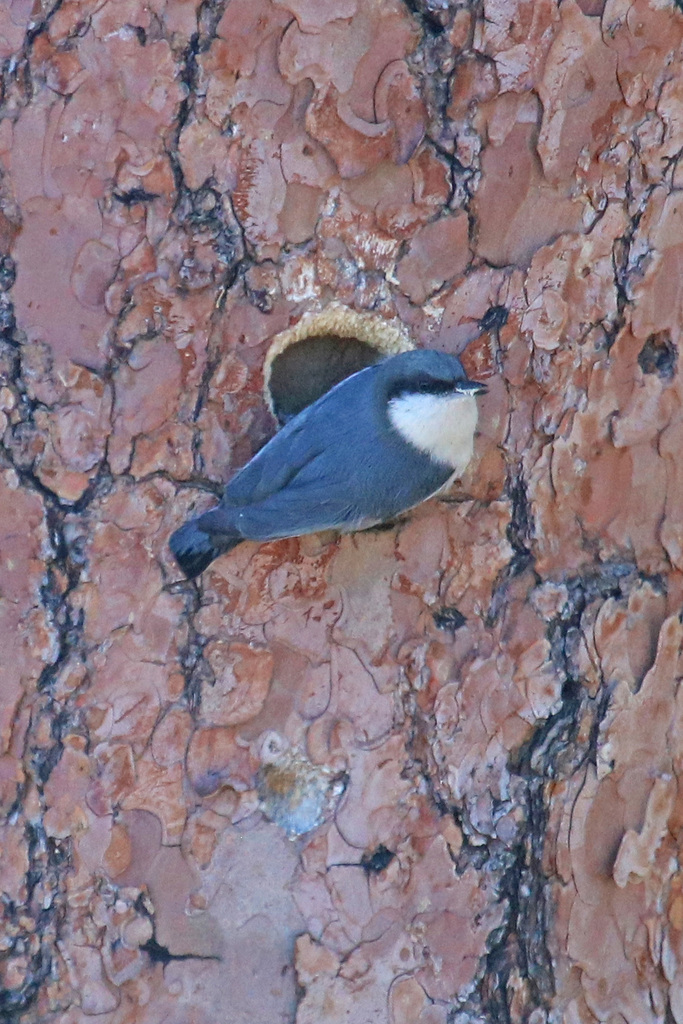 Pygmy Nuthatch (Jimmy Camp and Corral Bluffs Birds) · iNaturalist